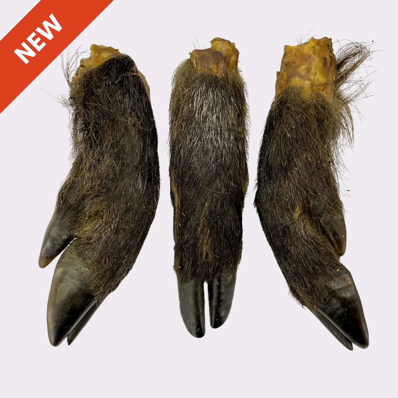 Hairy Wild Boar Legs