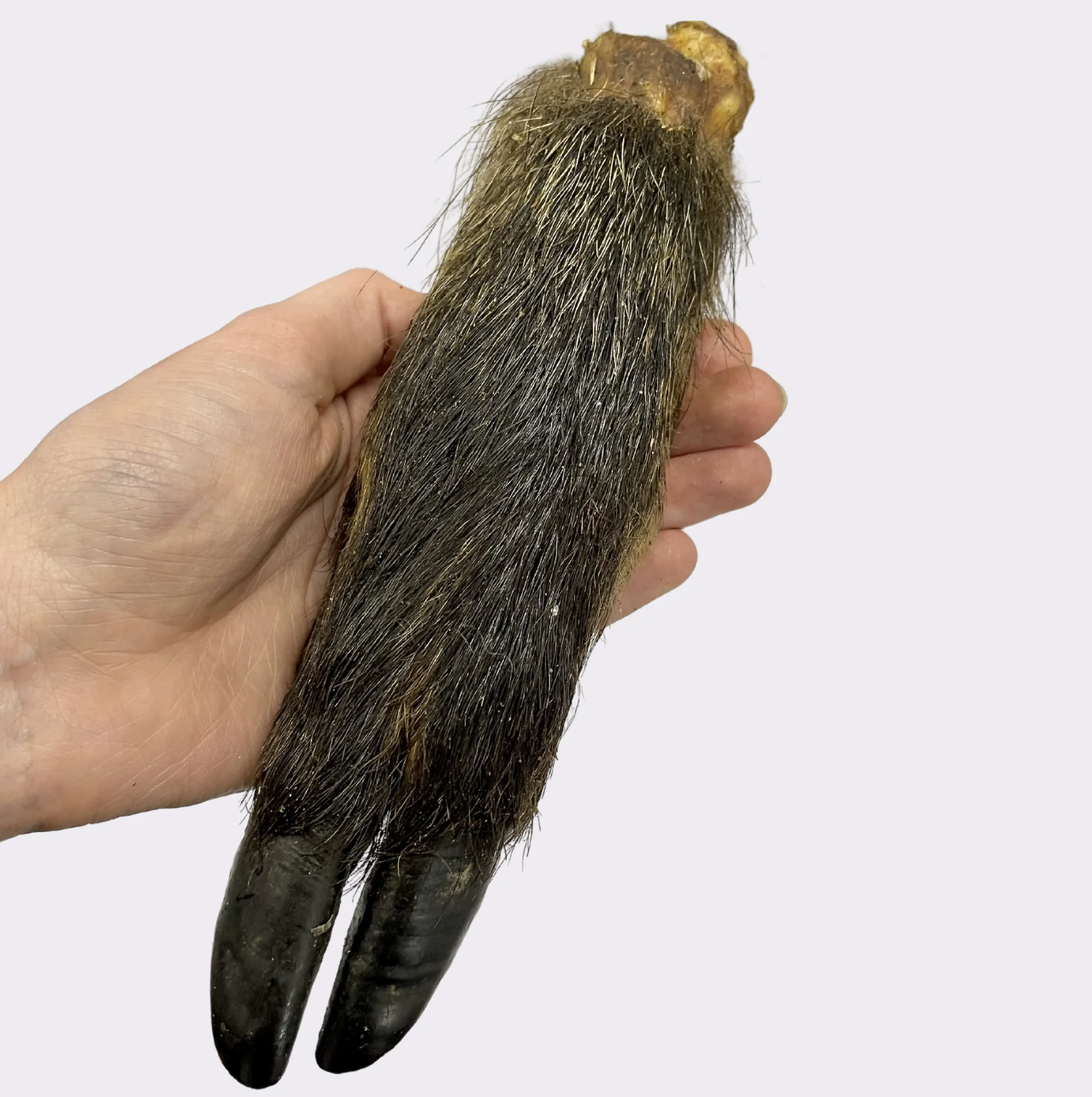 Hairy Wild Boar Legs